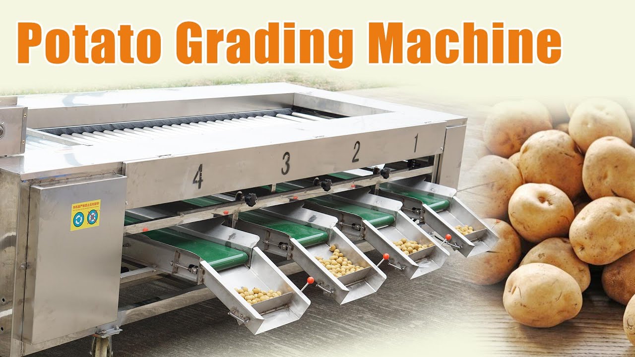 🍠 Potato Grading Revolution: Watch How Our Potato Sorting Machine ...