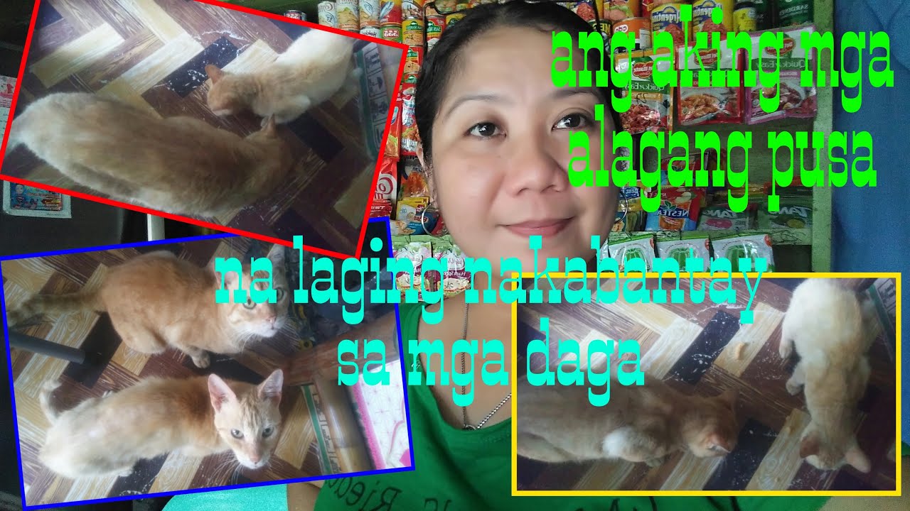 ang aking mga alagang pusa /na laging nakabantay sa mga daga - YouTube