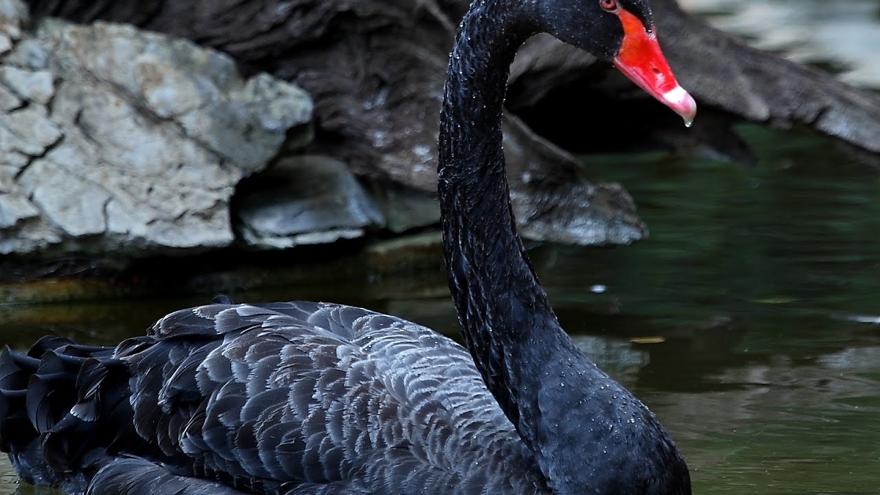 Idemo u Zoo: Crni labud - YouTube