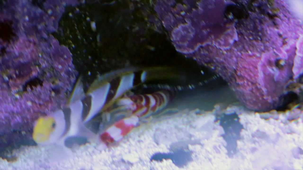 Hi Fin (Barber Pole) goby and Russel's Pistol Shrimp - YouTube