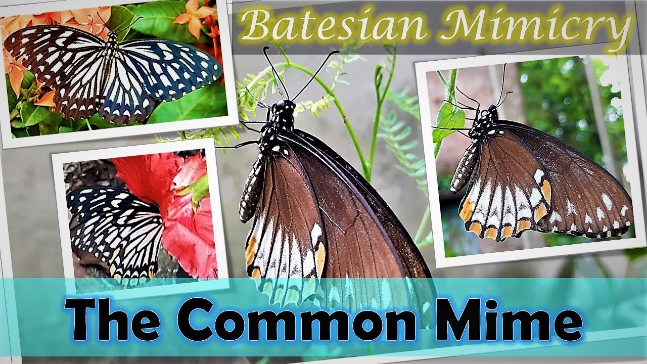 Common mime (Papilio clytia)| Batesian mimic| Butterfly of India - YouTube