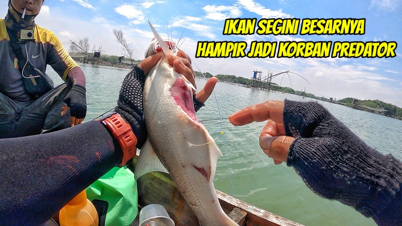 Ngeri !! Ternyata di Sini Banyak Ikan Predator Bergigi Tajam !!! - YouTube