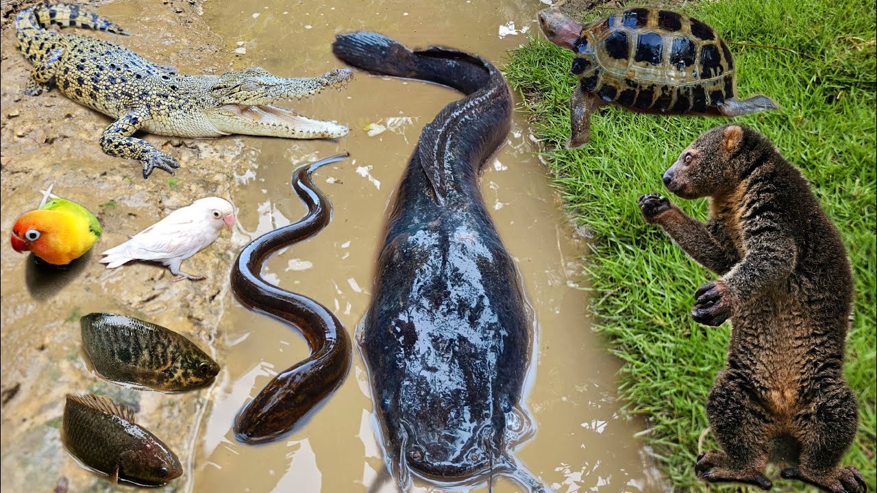 Tangkap ikan lele besar dalam lubang ada ikan hias, ikan koi, belut ...