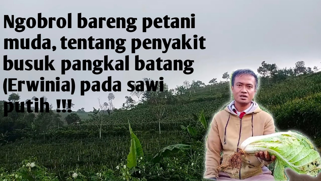 Mengatasi penyakit Busuk Pangkal Batang (ERWINIA) pada Sawi Putih ...