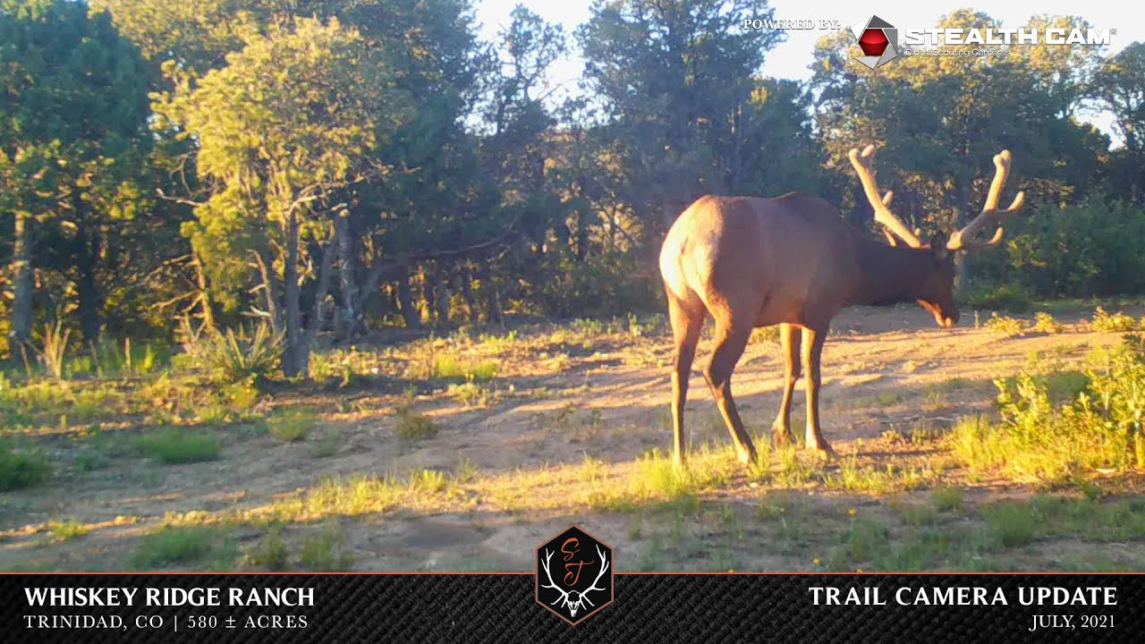 Whiskey Ridge Ranch-Bull Elk Trail Camera Video - YouTube