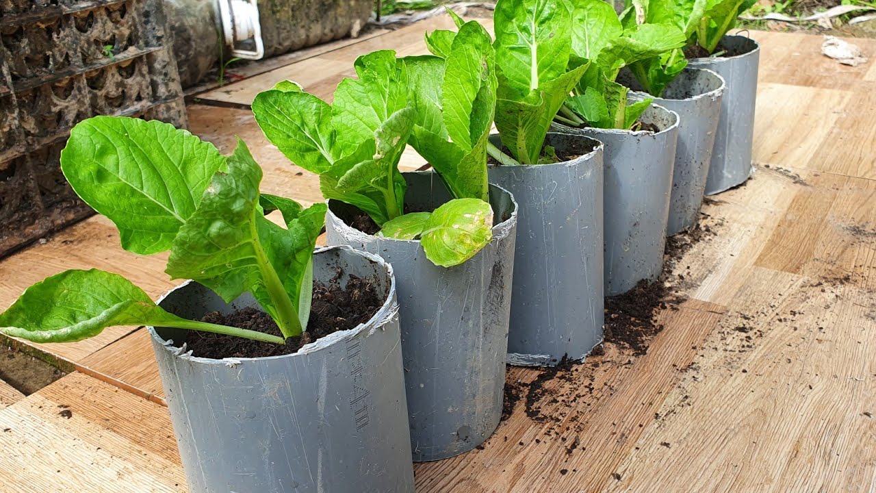 Use plastic pipes to grow vegetables|Art Garden - YouTube