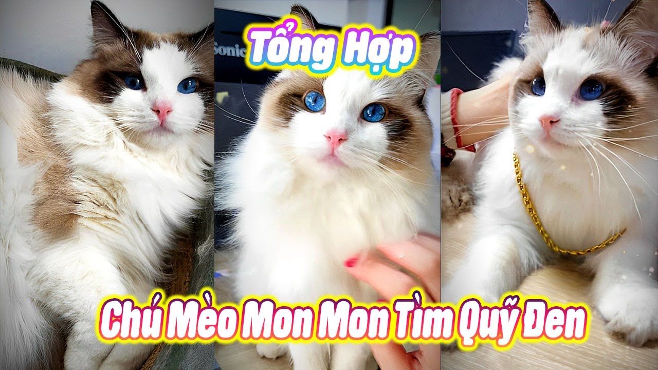 Tổng Hợp Chú Mèo Mon Mon Tìm Quỹ Đen P2 #pet #cat #dog #shorts #giaitri ...