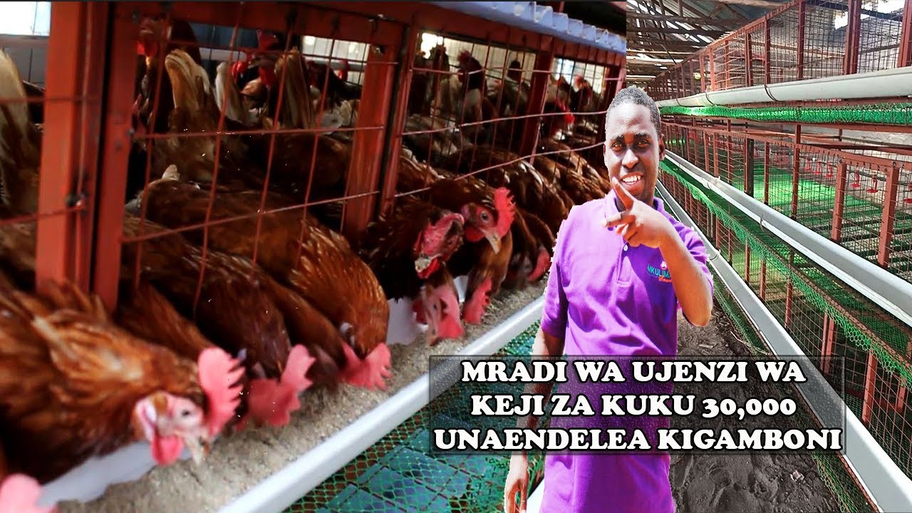 UFUGAJI WA KUKU KWA KEJI.|Mradi mkubwa wa ujenzi wa local cages wa kuku ...
