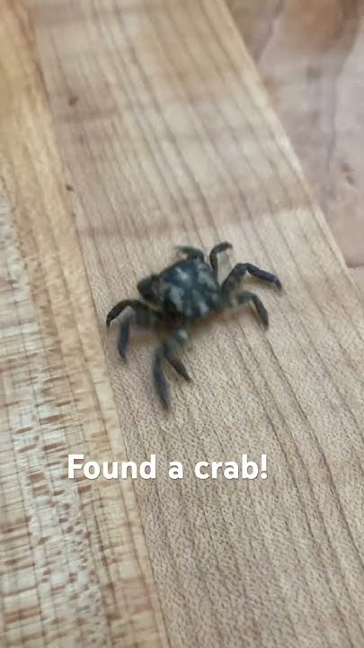 Found a crab! - YouTube