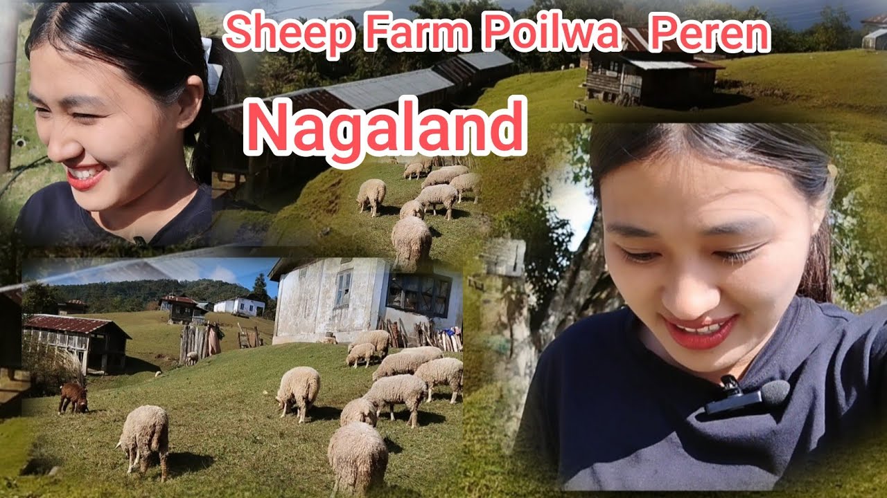 SHEEP FARM POILWA PEREN, NAGALAND | NORTHEAST INDIA | WIZILIU - YouTube