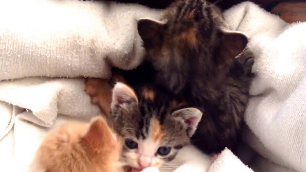 Baby Kittens Waking Up - It's Playtime! - YouTube