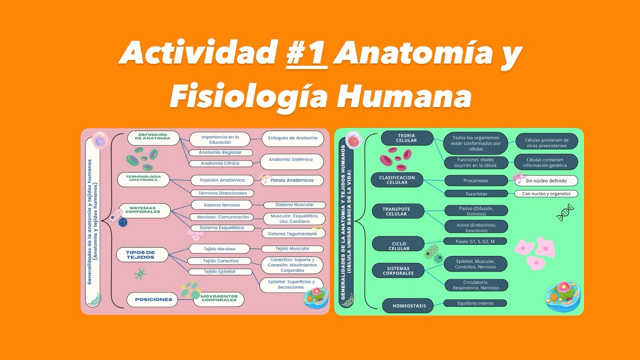 Explicando conceptos de anatomía y fisiología humana desde mapas ...