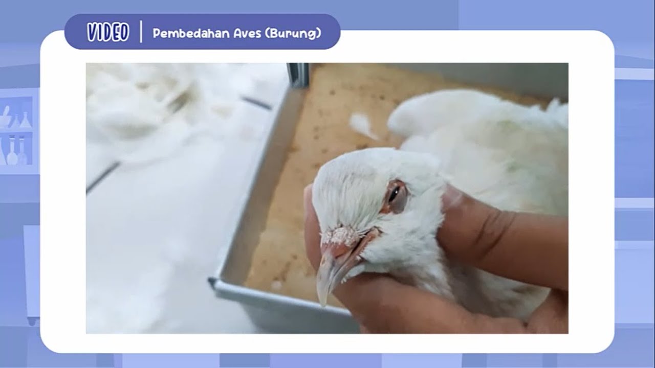 PERCOBAAN AWAL | VIDEO PEMBELAJARAN PRAKTIKUM MORFOLOGI & ANATOMI AVES ...