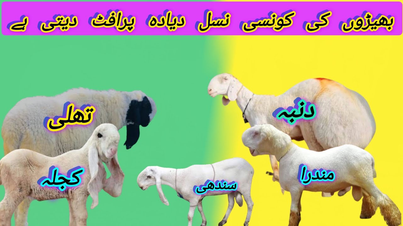 Which breed of Pakistani sheep gives more profit - YouTube