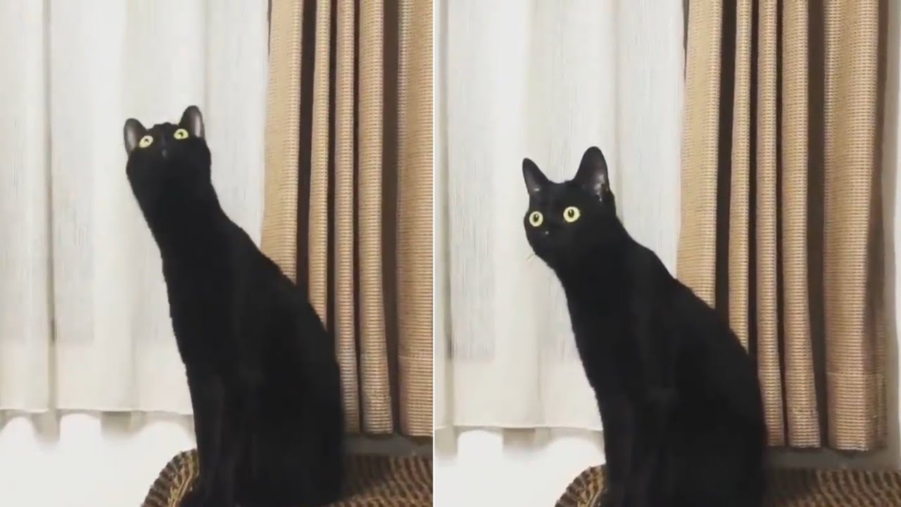 Cat listening to classical music #198 - YouTube