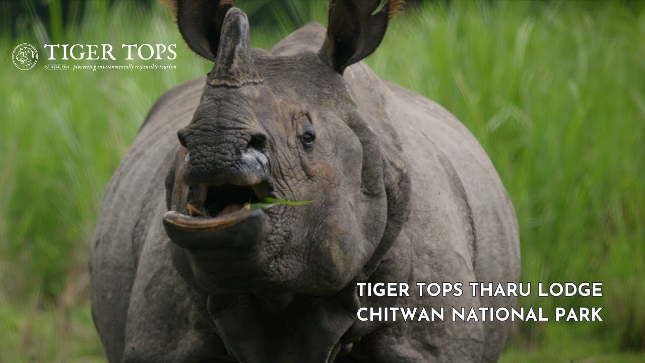 TIGER TOPS THARU LODGE EXPERIENCE IN CHITWAN NATIONAL PARK - YouTube