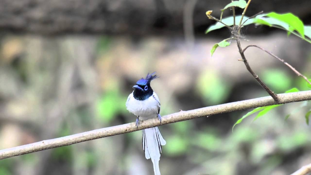 Asian Paradise Flycatcher - YouTube