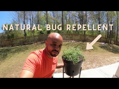 What Insects Do Lavender Plants Repel