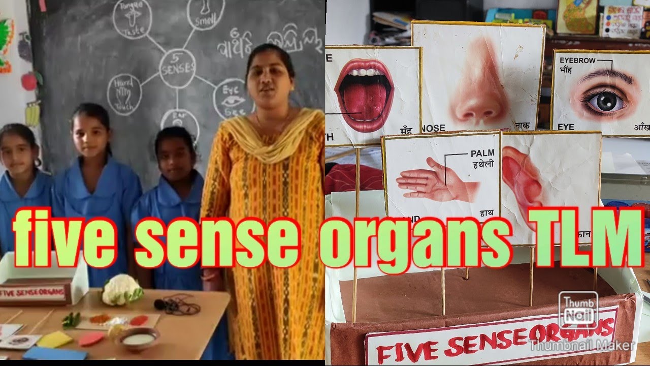 five sense organs l sense organs learning by using TLM ll learning by ...