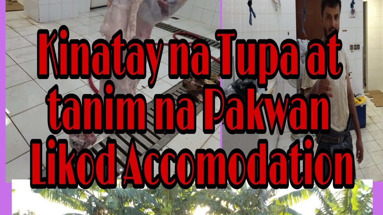 Kinatay na Tupa at Tanim na PAKWAN Likod Accomodation - YouTube