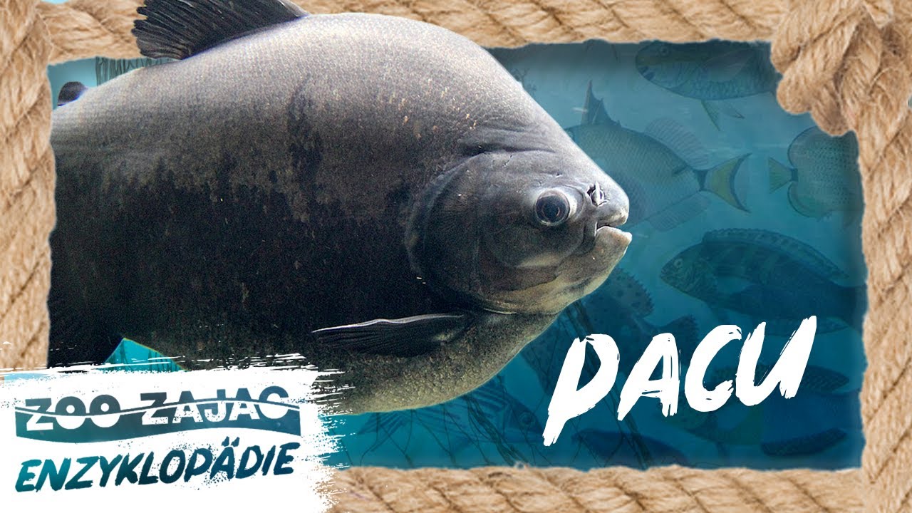 PIRANHA-DOUBLE - DER PACU | FISCHENZYKLOPÄDIE | ZOO ZAJAC - YouTube