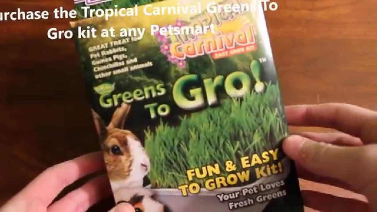 How To Grow Your Own Small Animal Pet Grass - YouTube
