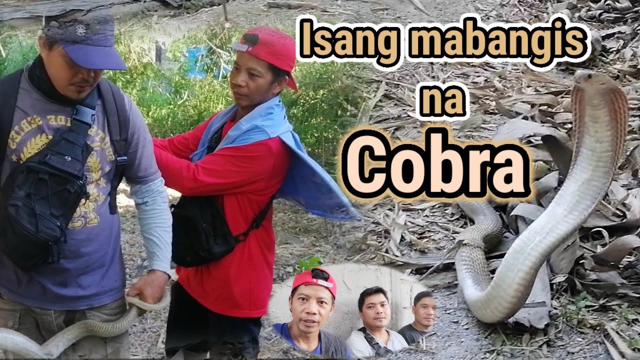Isang mabangis na cobra ang nahuli ng tropang rex tuklaw - YouTube