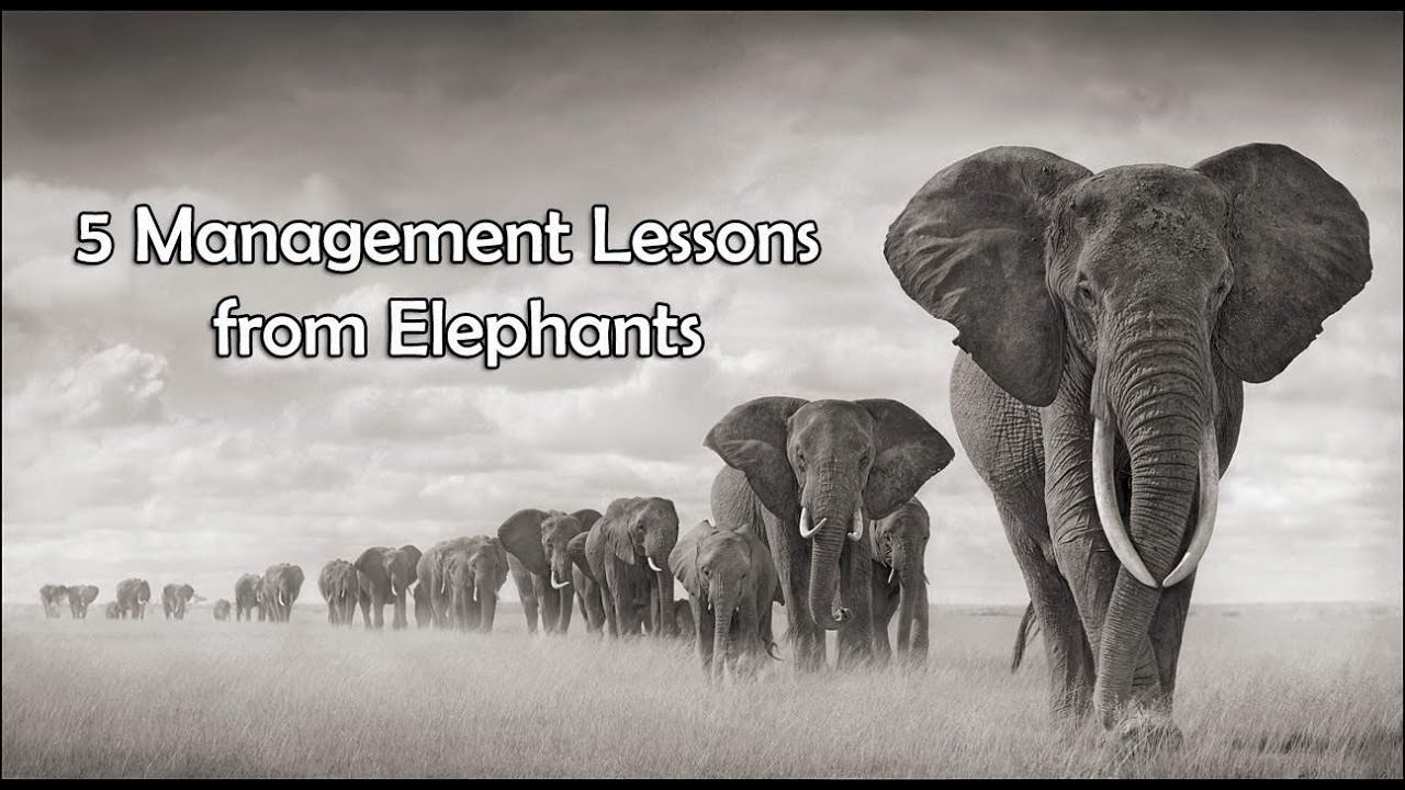 5 Management Lessons from Elephants | 5 Things We Can Learn from ...