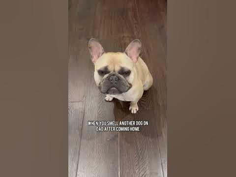 Smells Like Dog - YouTube