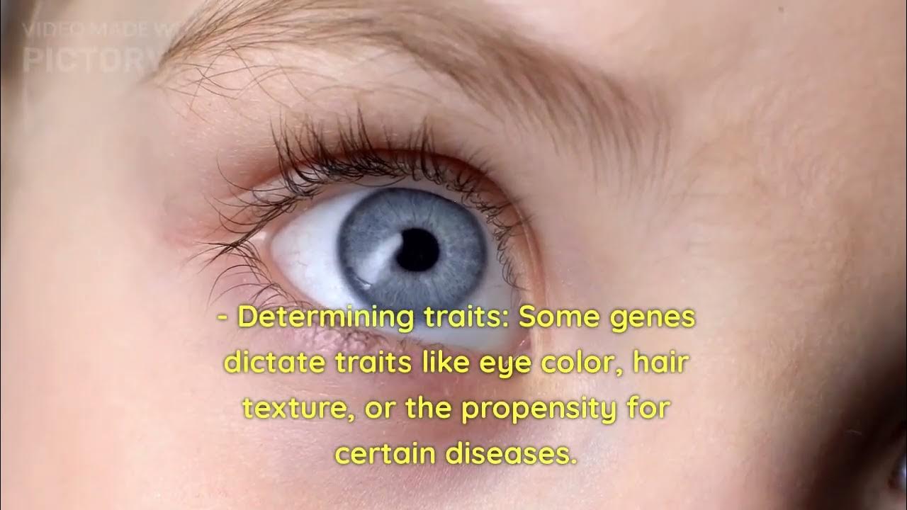 Decoding the Blueprint of Life: DNA and Genes Simplified - YouTube