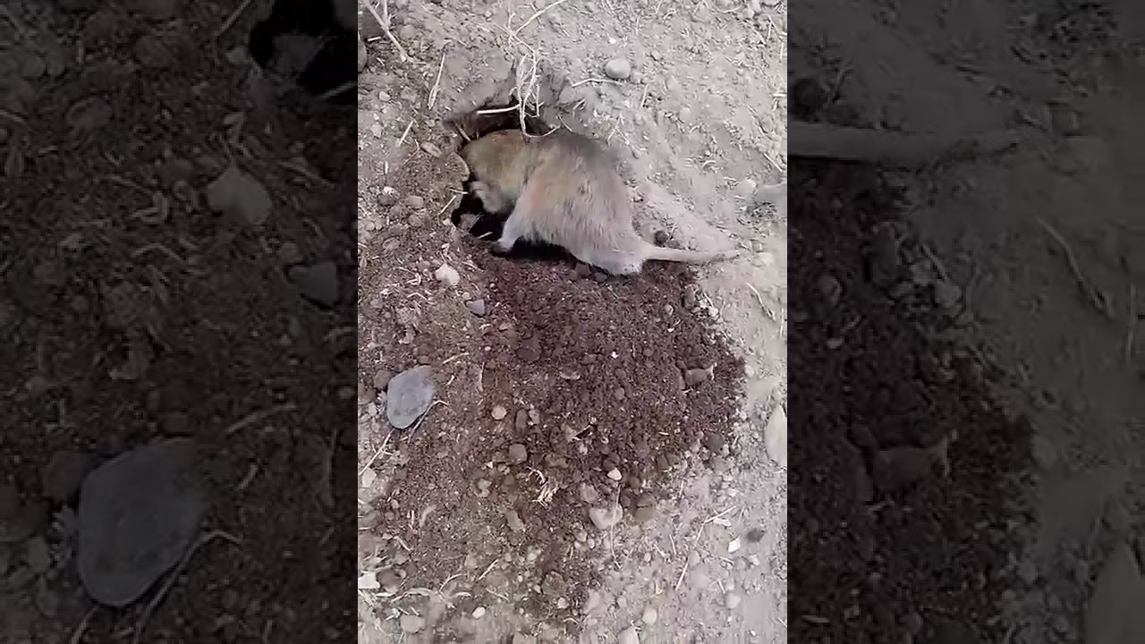 Topo escarbando - YouTube