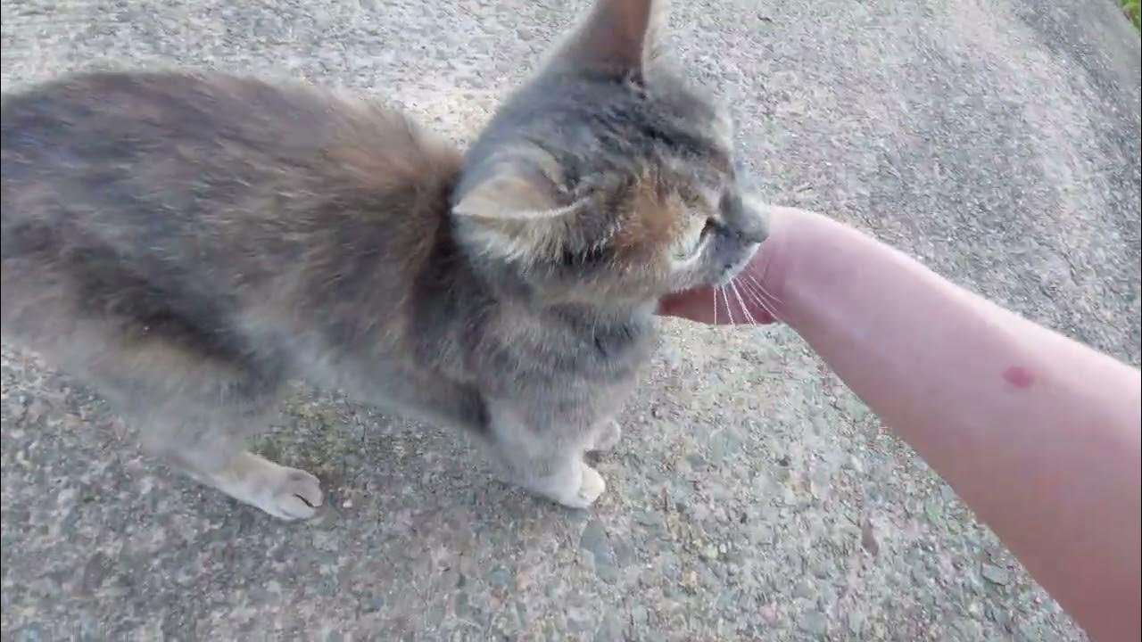 Casual Kitty Encounter Youtube
