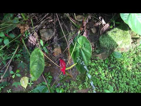 Peeing to flowers 💐 | Mr. pee | Boy Peeing in outside | pissing