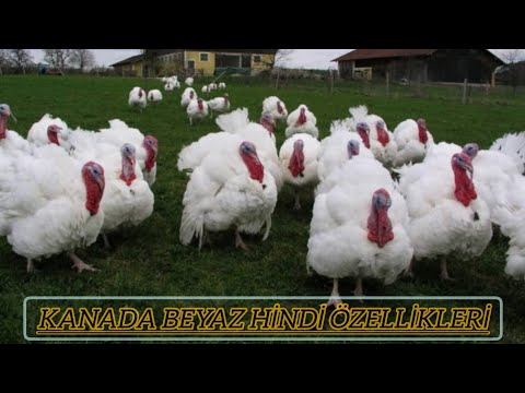 Kanada Beyaz Hindi Özellikleri @Gezercim  #gezercim