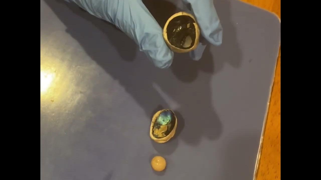 Anatomy and physiology I Lab - Sheep Eyeball Dissection - YouTube