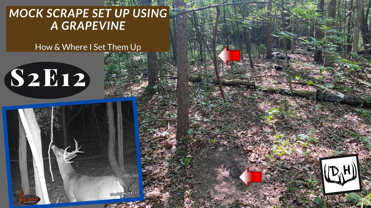 Mock Scrape Set Up Using a GRAPEVINE How & Where I Set Them Up TY Jeff ...