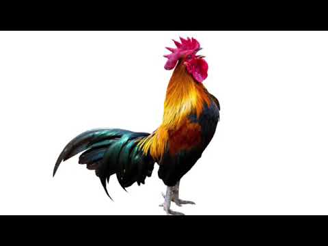 Rooster sound