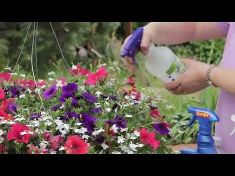 How to Get Rid of Aphids on Petunias - YouTube