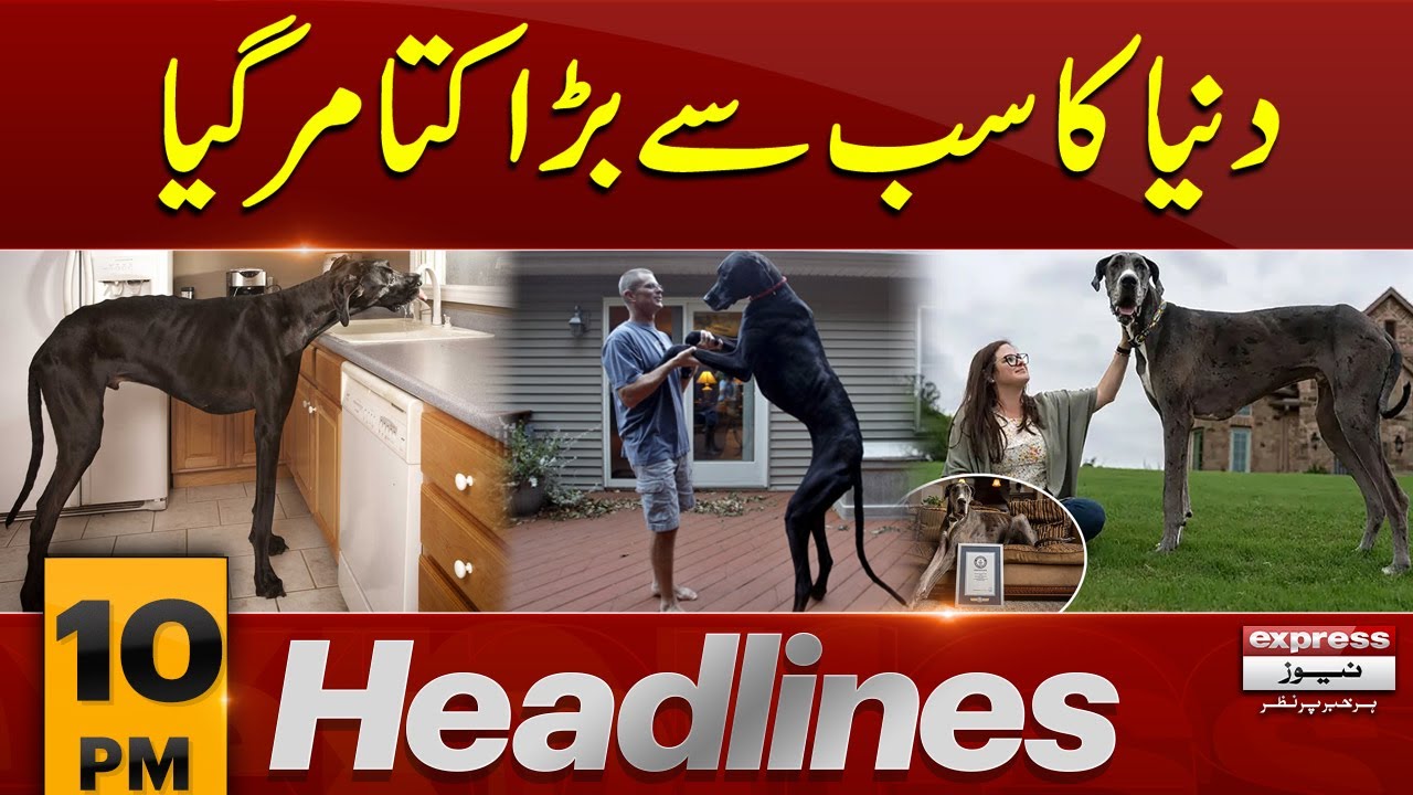 Zeus, the world's tallest dog | News Headlines 10 PM | 14 Sep 2023 ...