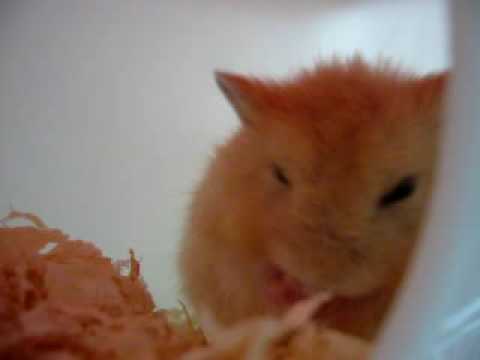 hamster washing face - YouTube