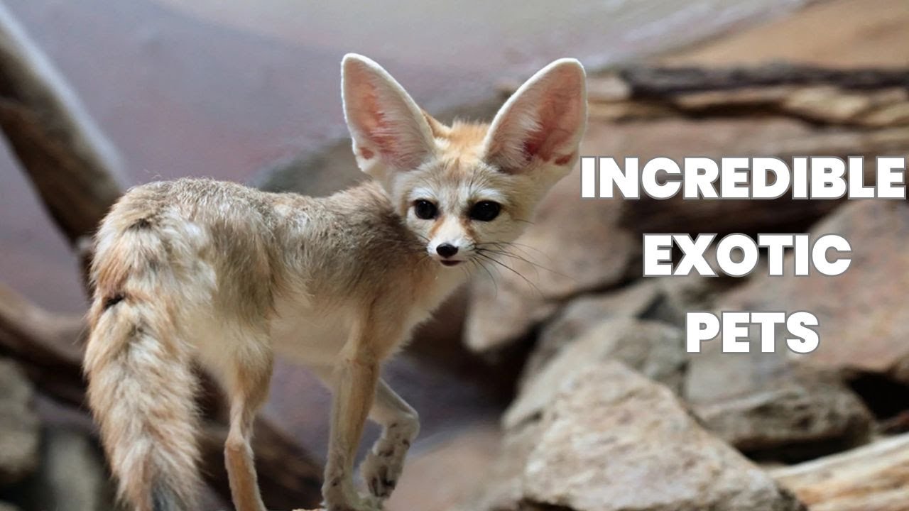Incredible Exotic Pets You Can Actually Own - YouTube