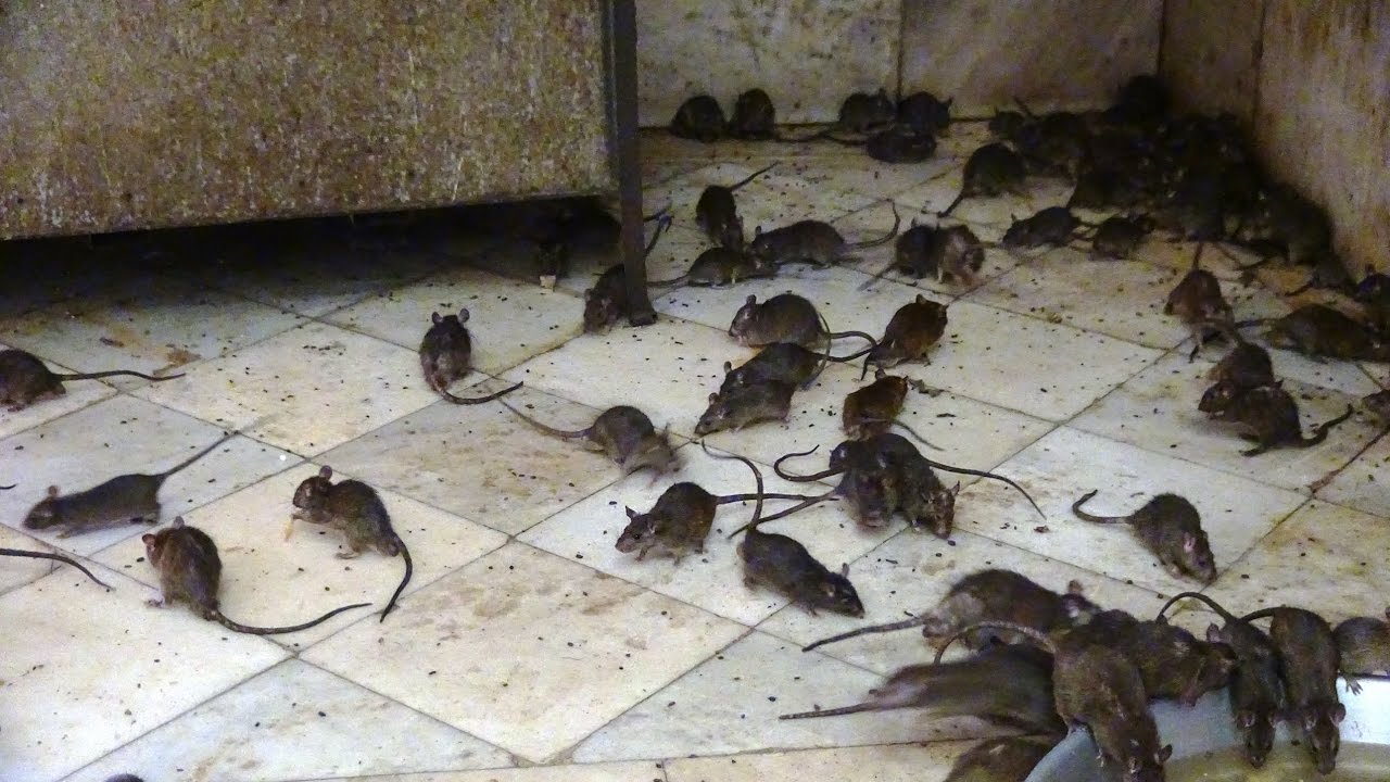 Indien Rattentempel Karni Mata Tempel Deshnoke India Bikaner rat temple ...