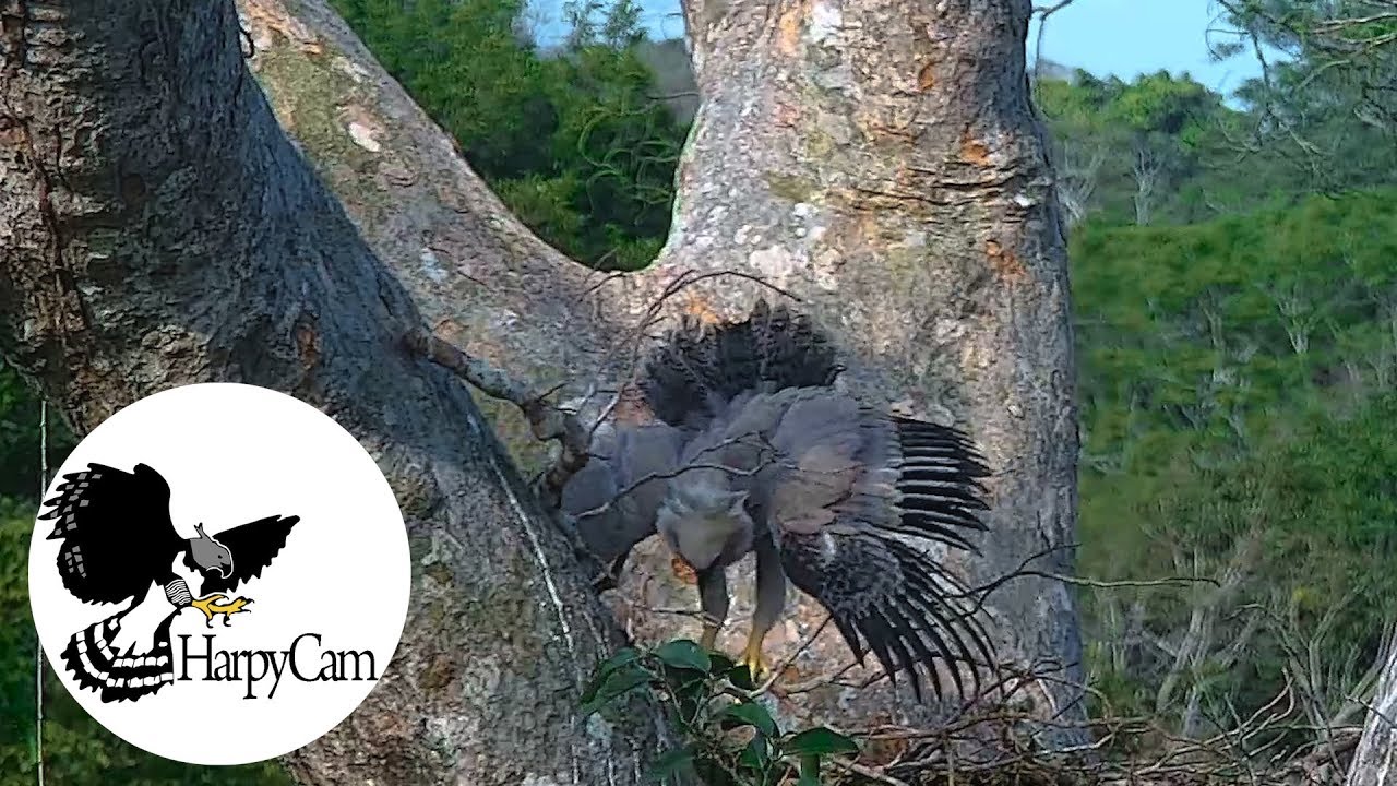 Harpy Eagle chick 6 month old (is warming up) HarpyCam #26 - YouTube