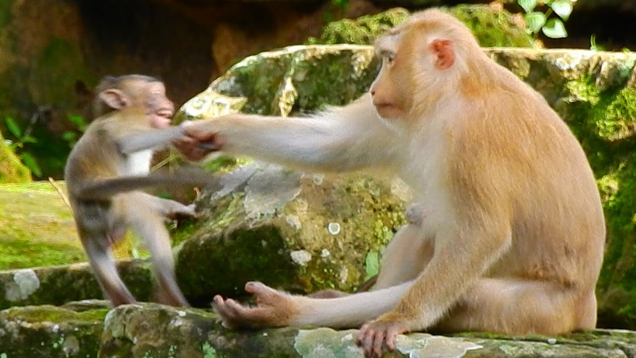 Horrorr Scare ! Jazzy Monkey Lost Soul Crying Terribl-e Scare Hurting ...