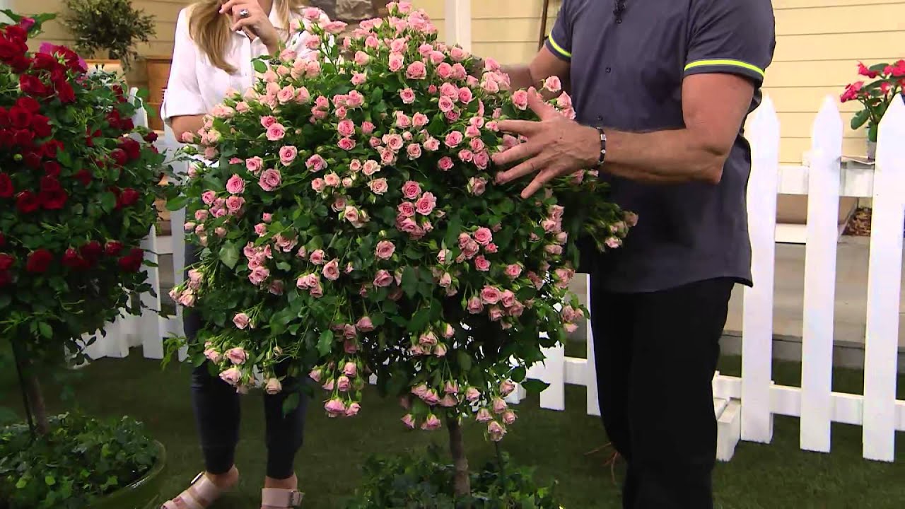 Cottage Farms 36" Pink Drift Rose Patio Tree with Jennifer Coffey - YouTube