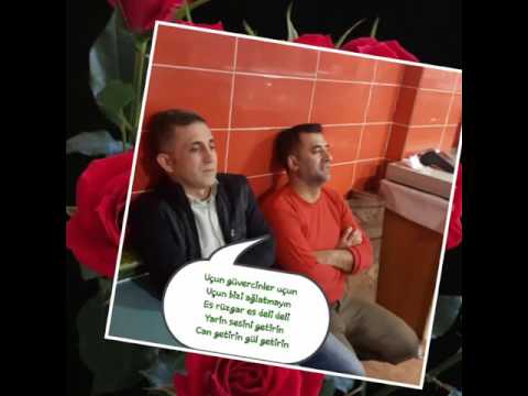Ozcan deniz ucun guvercinler