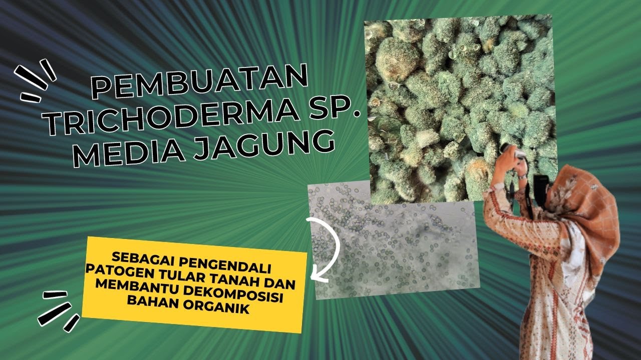 Cara Mudah Perbanyakan Trichoderma sp. pada Media Jagung - YouTube