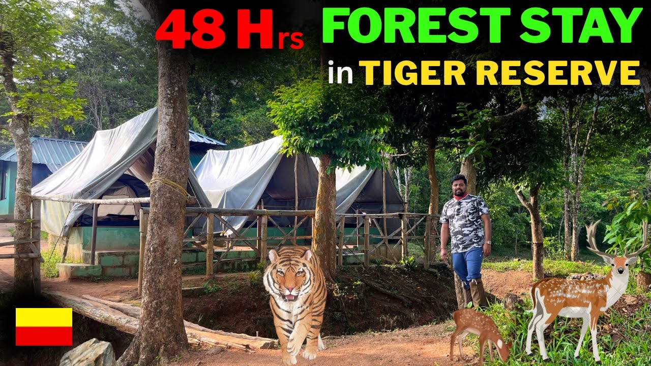FOREST STAY in PERIYAR TIGER RESERVE - WILDLIFE TIGER TRAIL PERIYAR ...