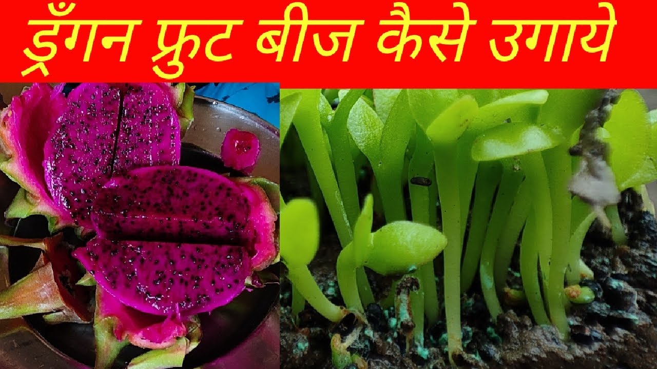 ड्रँगन फ्रुट बीज से कैसे उगाये।। dragon fruit beej se kaise ugaye.how ...