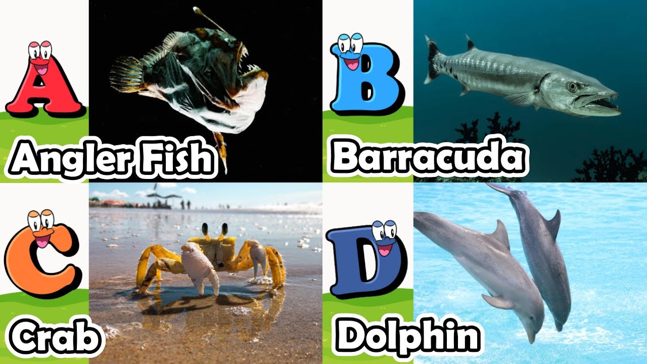 ABC Sea Animals song | Learn Alphabets | English and Animals for Kids ...